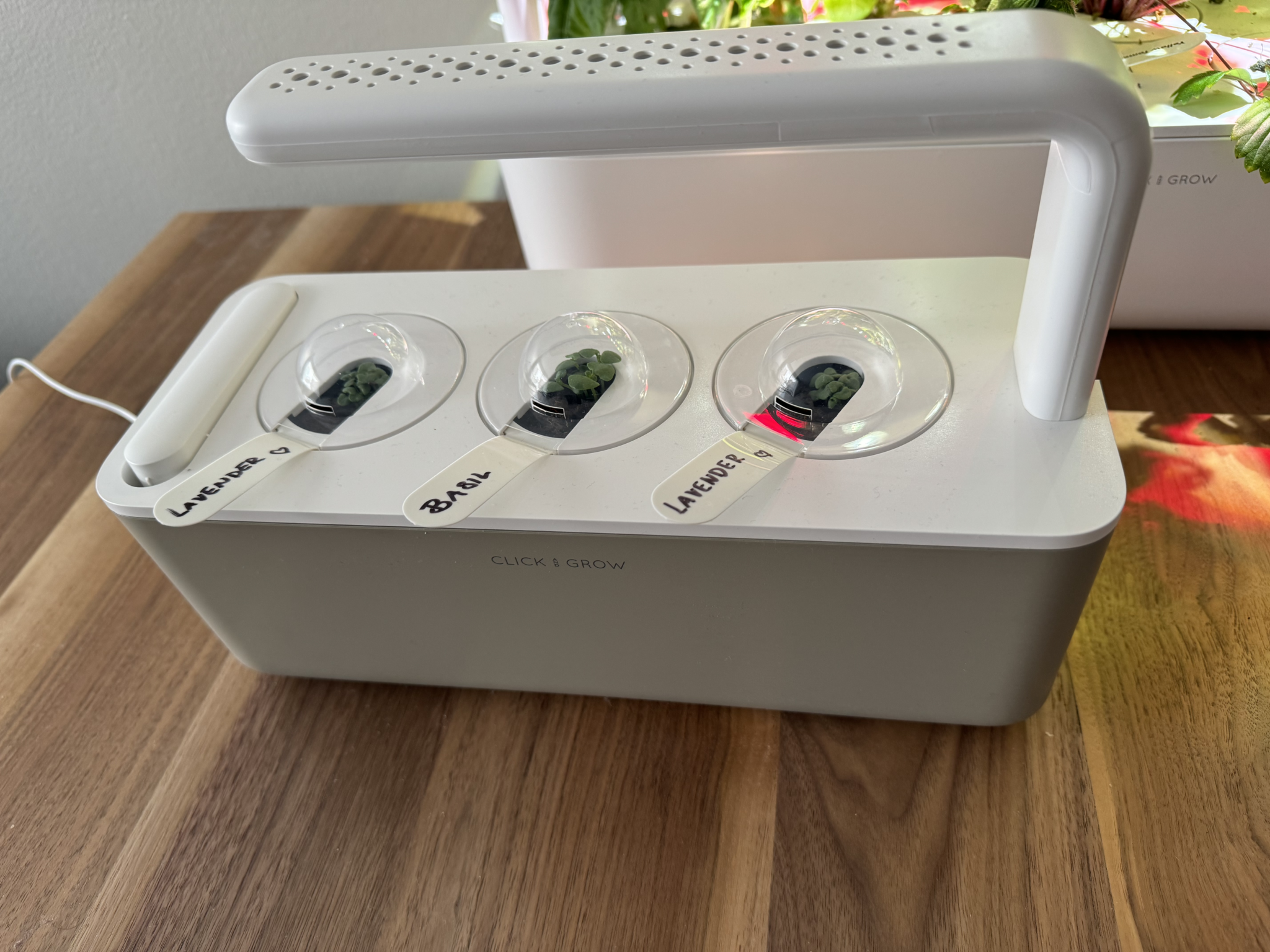 How Does Click and Grow Work [2026]: Smart Indoor Garden Honest Review